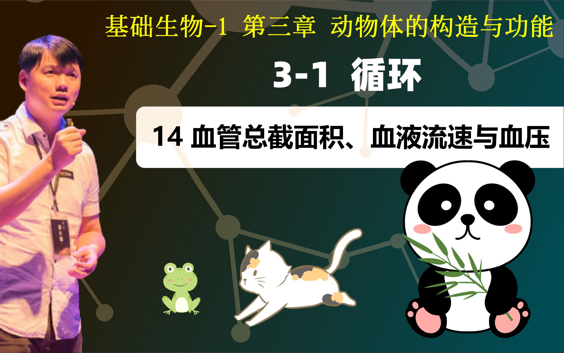 基础生物学3-1.14 血管总截面积、血液流速与血压
