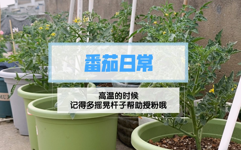 番茄日常5-从播种到开花结果的种植体验和养护过程。果子每天一个样,...