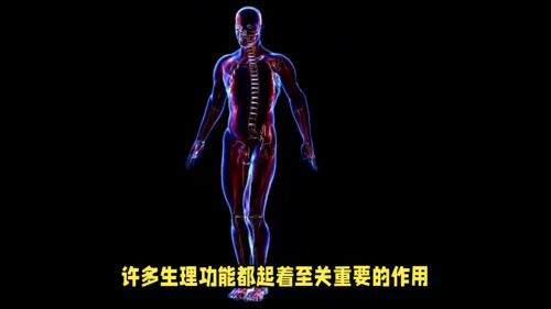 钙:支持人骨骼和牙齿的健康,关键重要的生物学功能,化学序数20