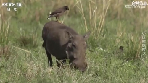 疣猪随着年龄的增长,雌性与雄性的差别就会难以分辨,真是有趣