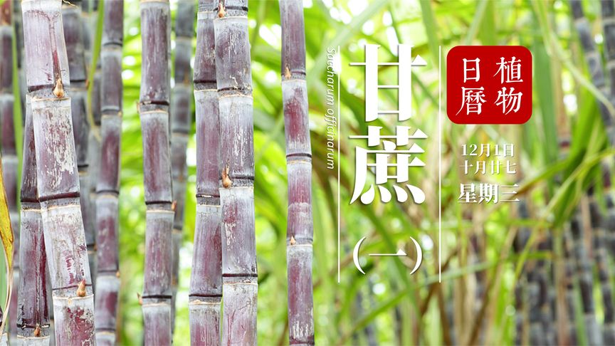 它与人类相伴数千年 屈原一句诗不经意间还记录了它传承演变之路