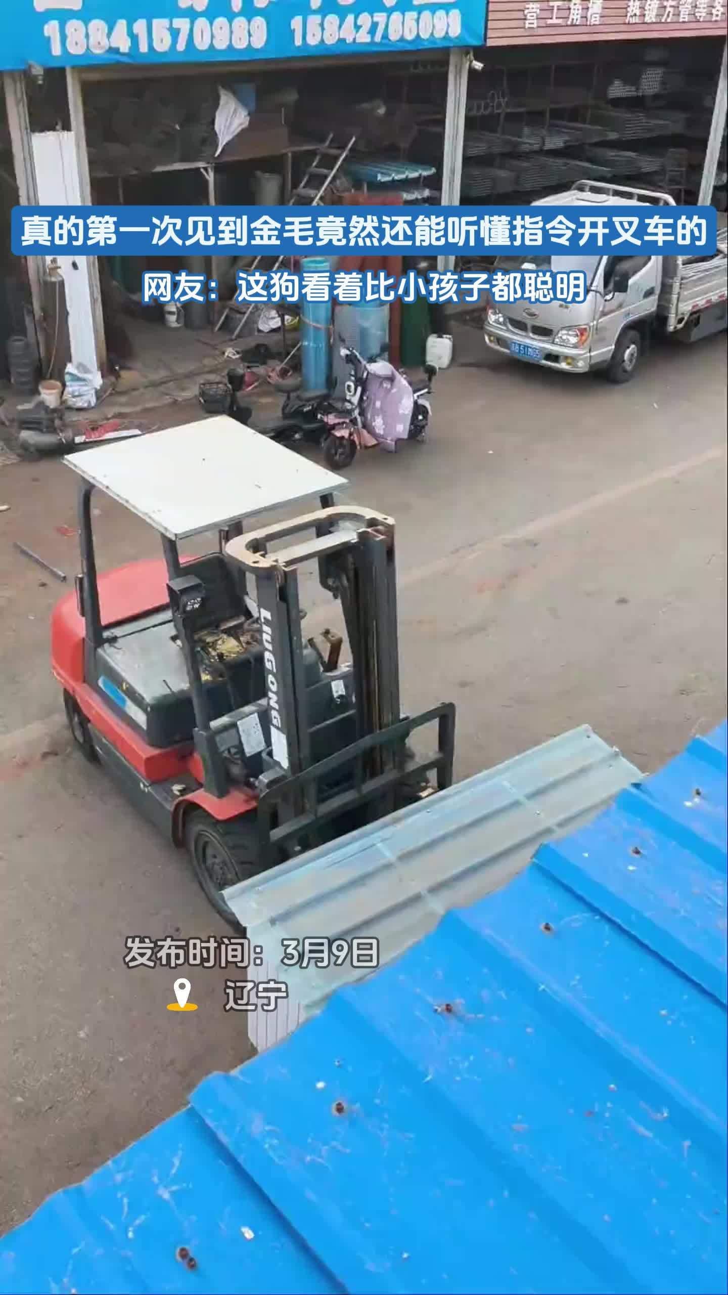 真的第一次见到金毛竟然还能听懂指令开叉车的