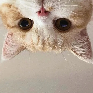 小奶猫可以的嘞 