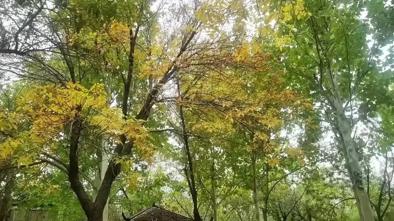 **一、观察记录** **观察对象及年龄:**中班幼儿,年龄4 5岁