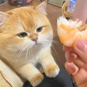 密境 