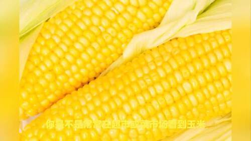 玉米这样吃才健康!揭秘黄金粗粮的惊人功效与营养宝典