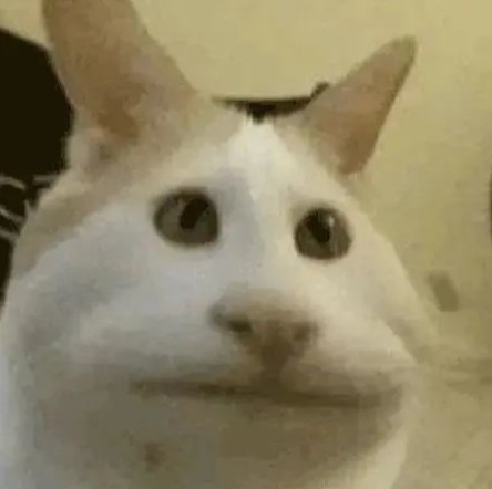 你理猫吗0vO 