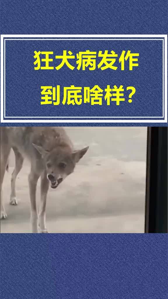 狂犬病一旦发作,会是什么样子?动物如果狂犬病发作是什么样呢?