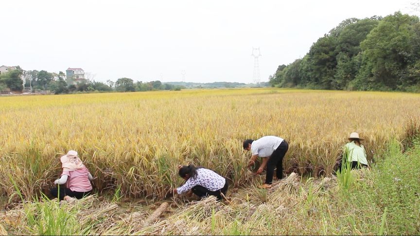 实拍农村原始收割稻谷的全过程,现在很难体会到这种“乐趣”了