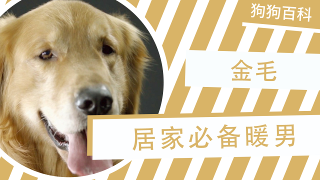 世界犬种智商排行第四!却是居家必备的贴心暖男-狗狗百科