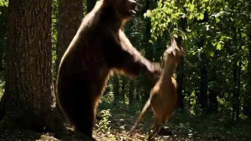 棕熊森林中漫步,鹿林地中觅食,巨掌拍击猎物