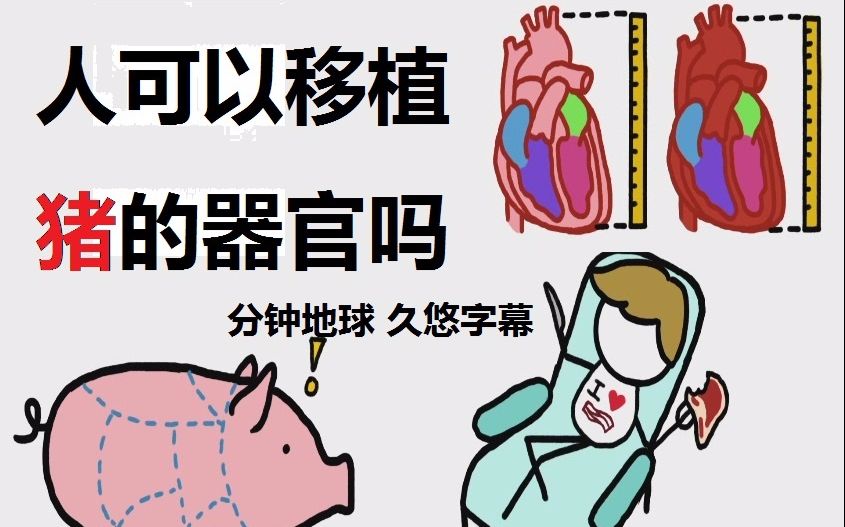 [分钟地球]人可以移植猪的器官吗?[久悠字幕]