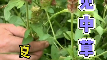 常见27种中草药,你认识几种