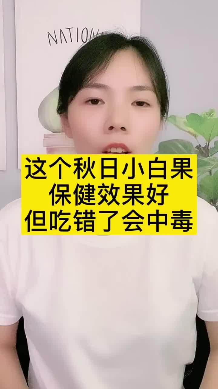 秋天白果保健效果,但吃多了会中毒!