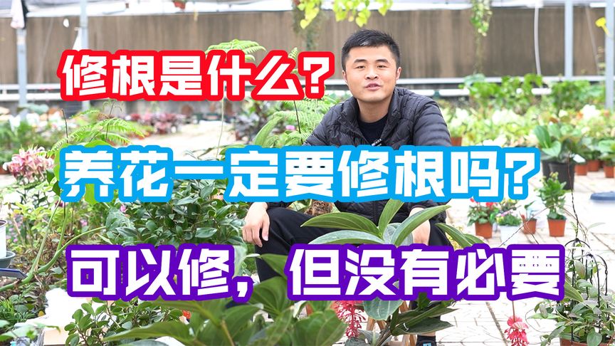 修根是什么?洗根换土的时候一定要修根吗?可以修,但没有必要。