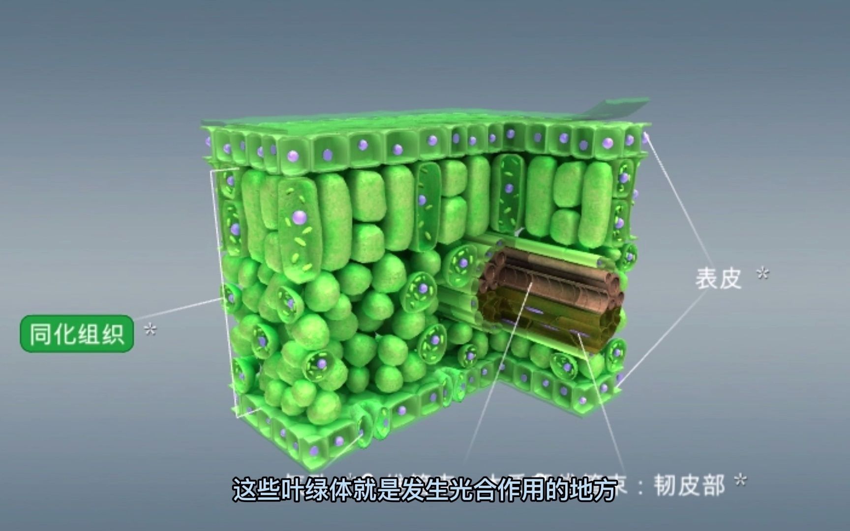 植物的光合作用