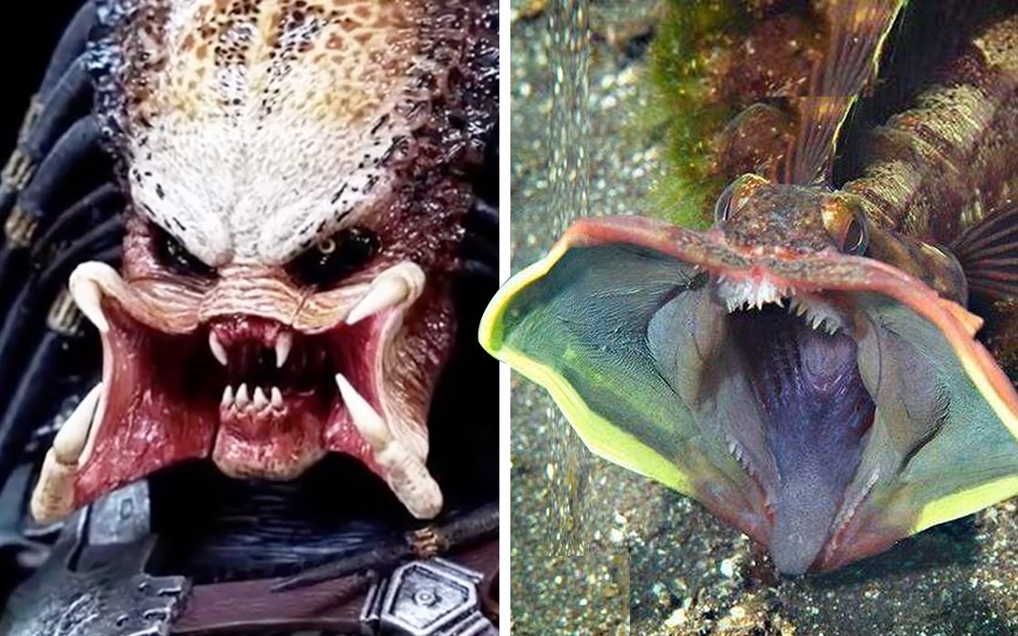 5种真实存在的海洋生物