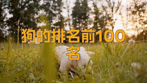 全球最受欢迎狗狗Top100,第一名你绝对想不到!