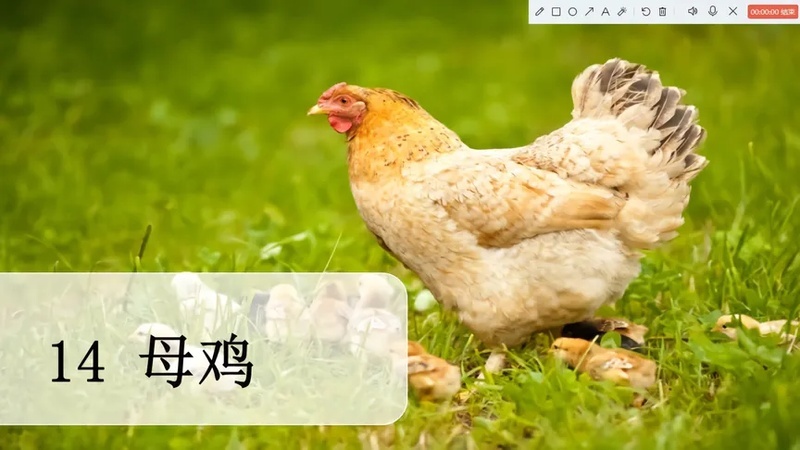 四下语文《母鸡》公开课课件教案逐字稿