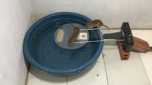 用天线和水桶制作一个捕鼠器,老鼠分分钟上当,扑通一下就掉水里