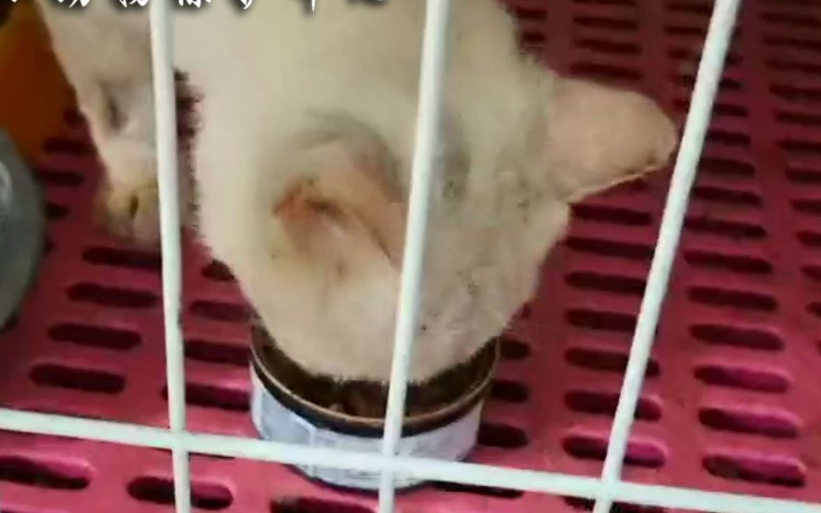 基地狗狗数量庞大导致的打斗重伤,柜员浓度败血症离去