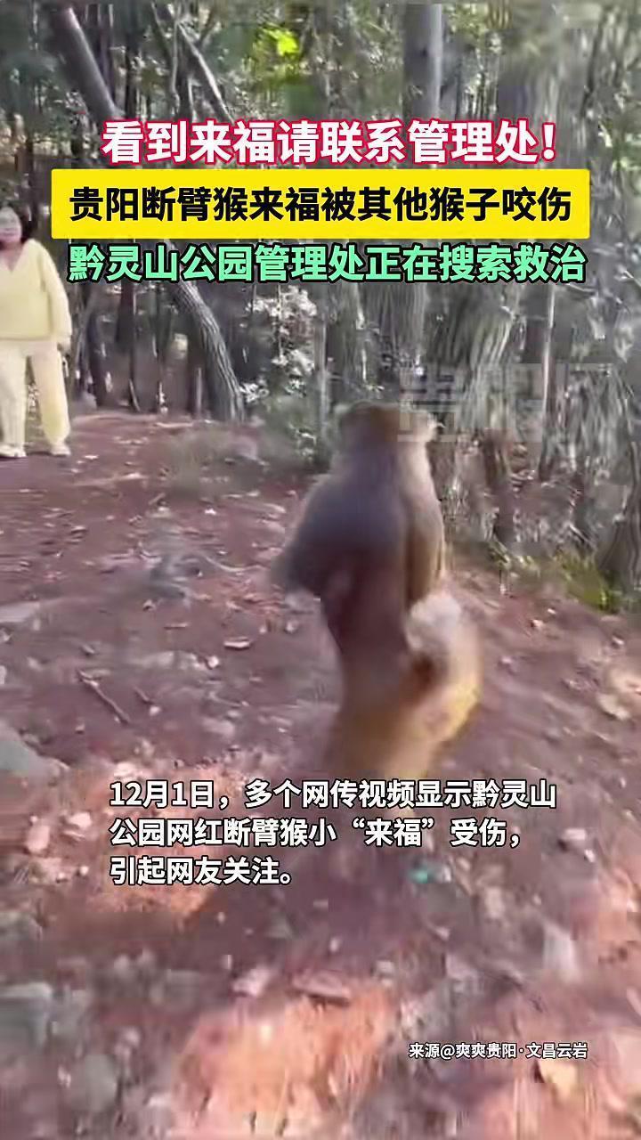 ...咬伤,黔灵山公园管理处正在搜索救治#救治野生动物#善举#黔灵山猴子