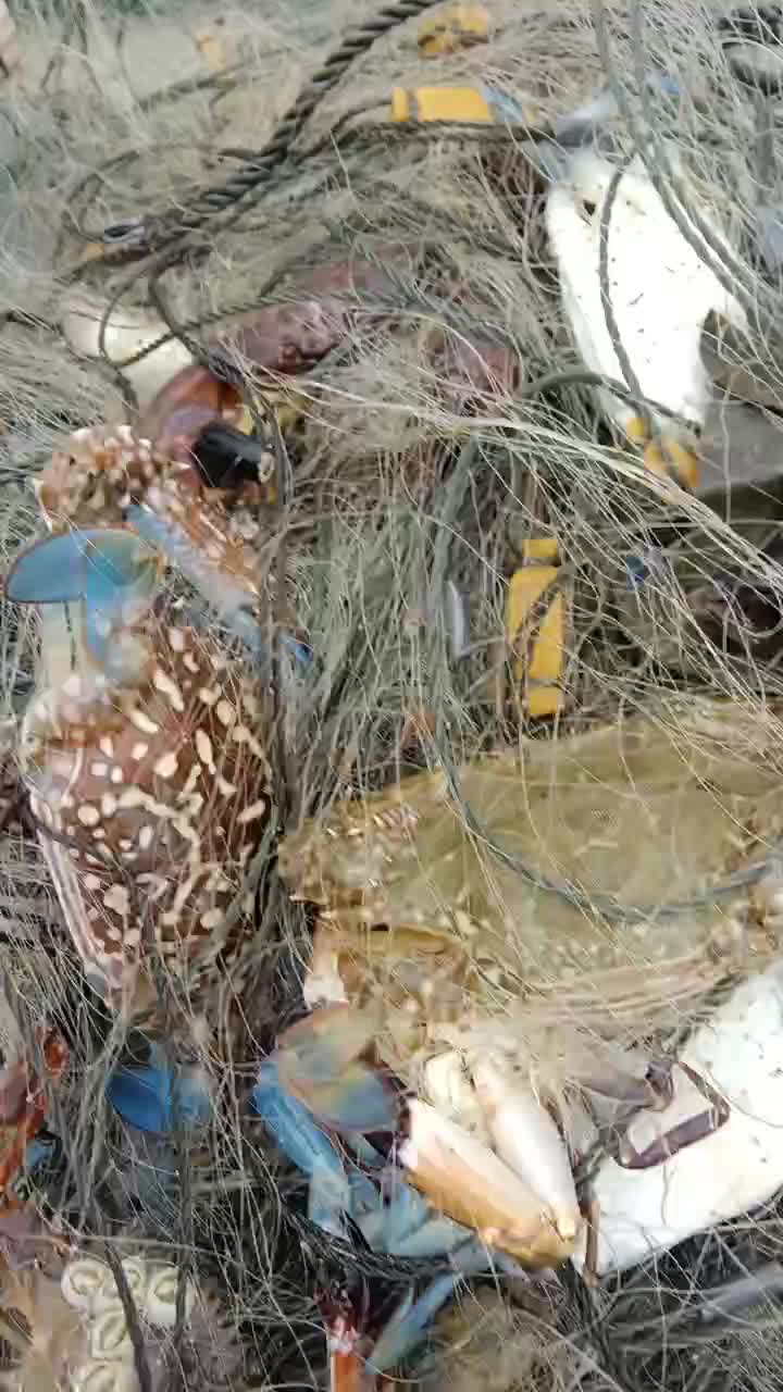 我的服务宗旨:让每个出海的人都笑出声 #防城港#出海#赶海#捕鱼#东兴