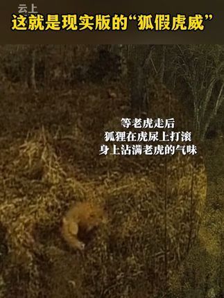 这就是现实版的"狐假虎威" #内容过于真实 #狐狸