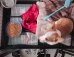 还在为狗狗随地大小便发愁？简单一招，轻松训练狗狗上厕所