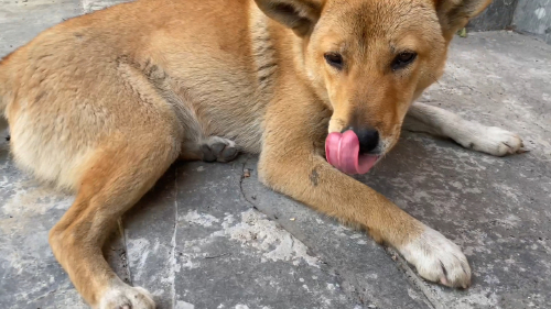 中华田园犬价格都很便宜吗?贵的话可能1000块都买不到