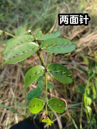 这是一棵能唤起几代人记忆的草,就是大名鼎鼎的两面针。