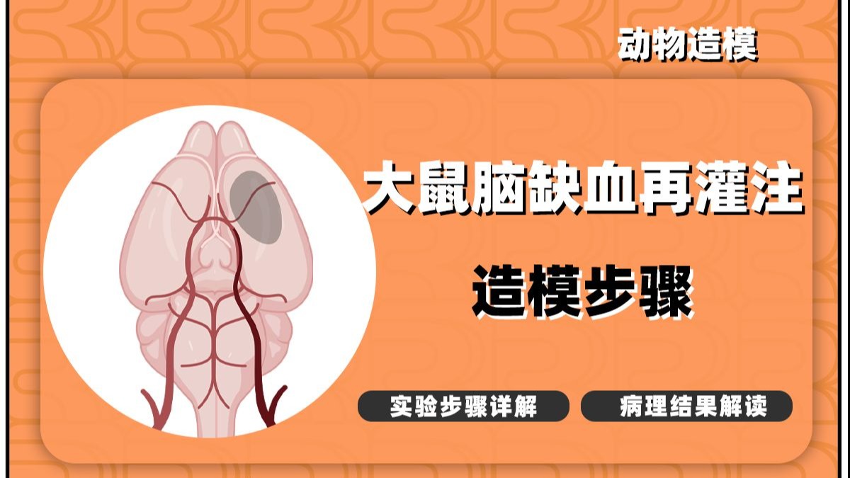 动物实验|大鼠脑缺血再灌注模型:线栓法