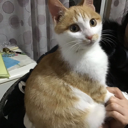 一只叫小花的猫 