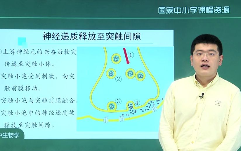 高二-生物 第2章+第3节+神经冲动的产生和传导(第二课时)