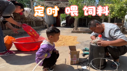 农村小院养鸡子,大哥动手安装定时喂食器,每天准点定量不浪费!