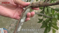黄皮树寄生，小小一棵就值100元、你还不知道吧