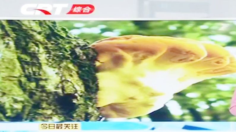 切记!野蘑菇生长旺季来临,提醒大家不可随意食用!