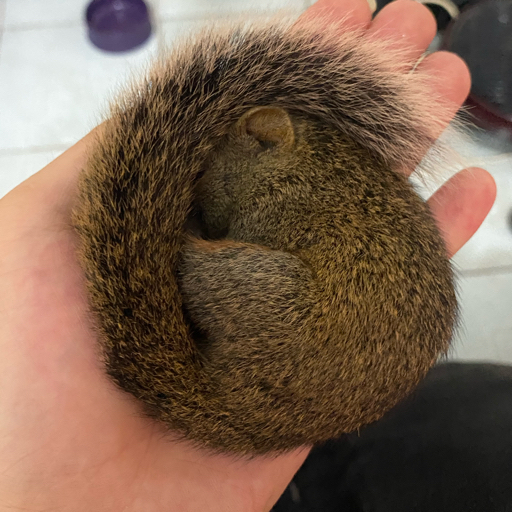 鸭蛋不是鸭蛋 