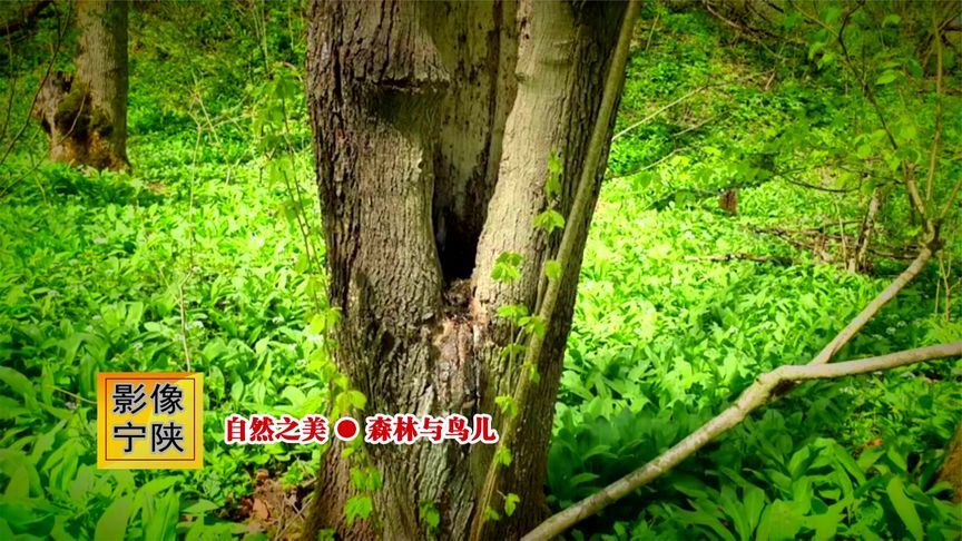 [影像宁陕]自然之美●森林与鸟儿