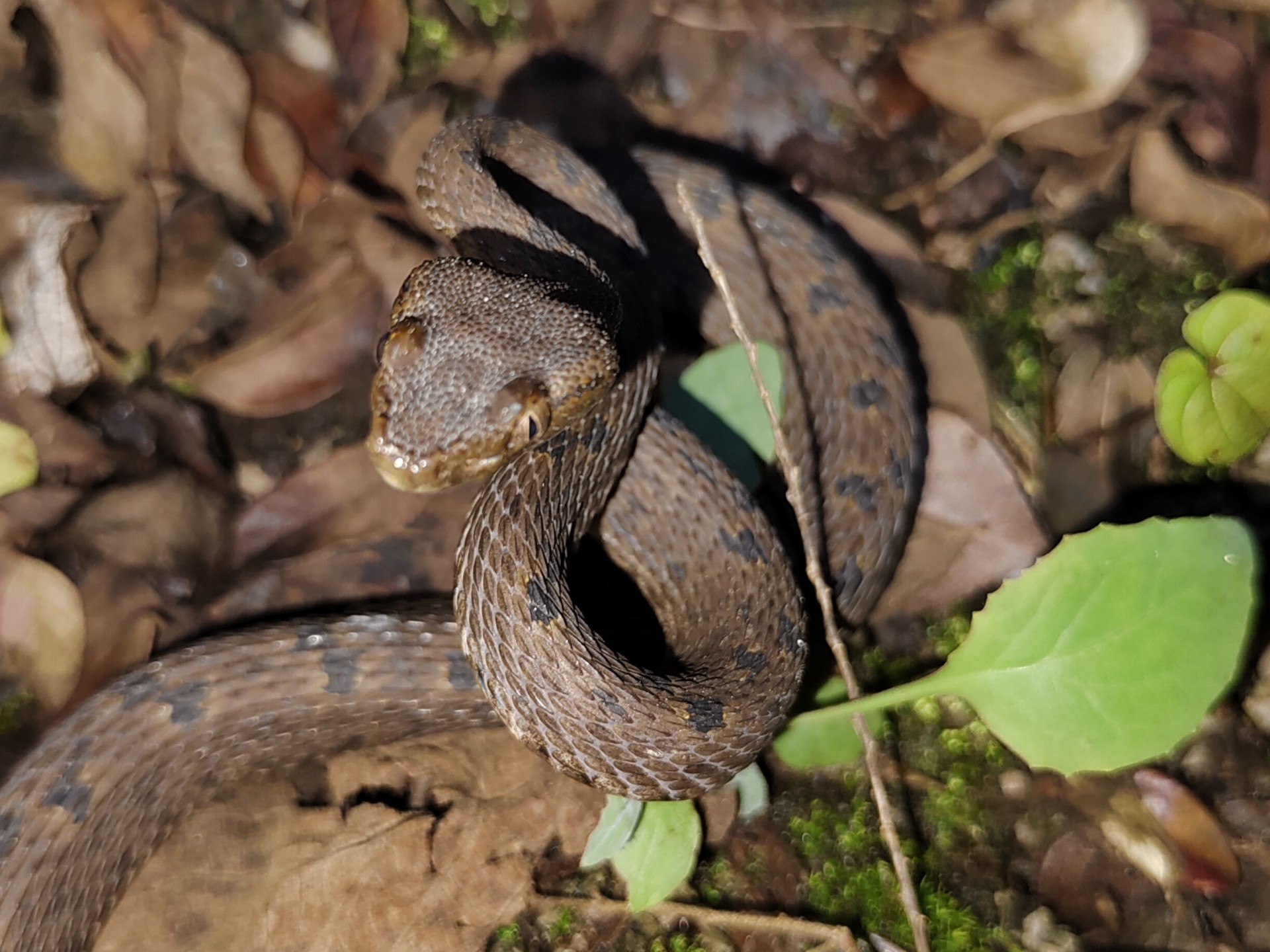 毒蛇乐园?爬行动物天堂?探秘贵州省荔波县奇特的蛇类以及其它野生...