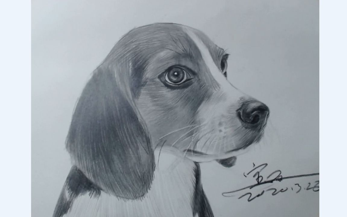 用素描线条画动物毛发,原来学会这个技巧画素描这么简单