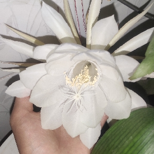 南宫秋玉 