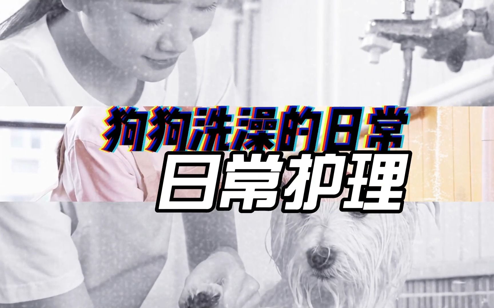 狗狗洗澡的日常 日常护理