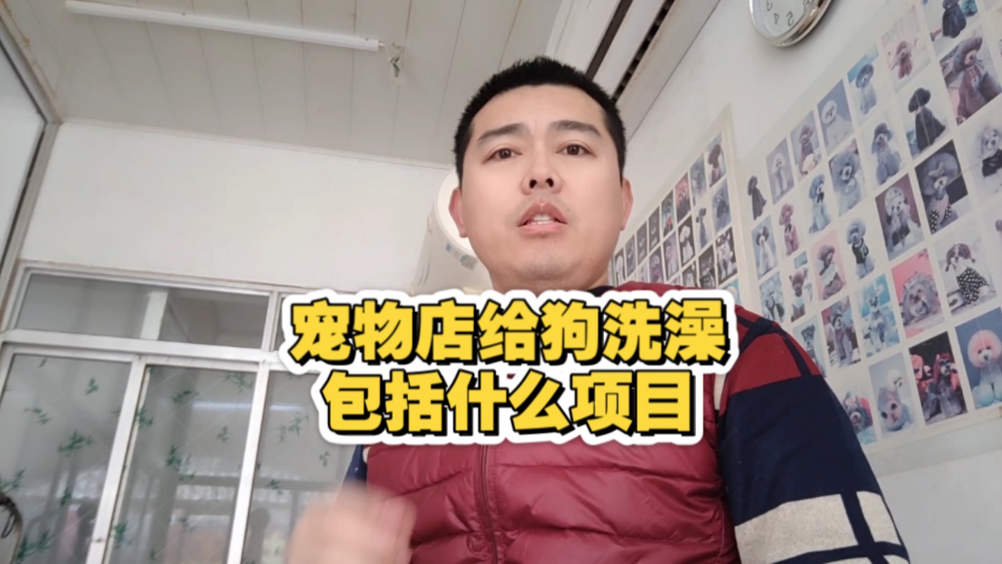 去宠物店给狗狗洗澡都包括什么基础项目