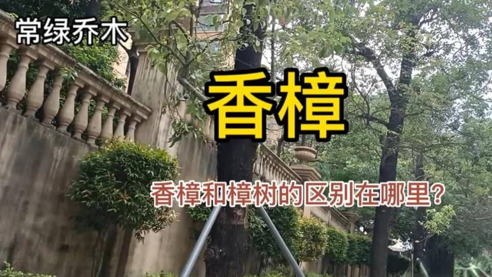 香樟是常绿乔木,它和樟树很多相似地方,来看看它们区别在哪里?