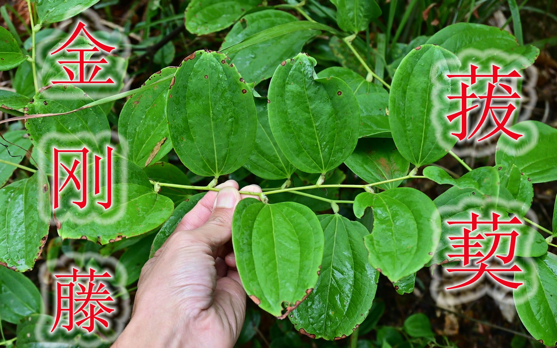 植物菝葜又名“金刚藤”,号称“祛湿之王”,价值方面4大用途