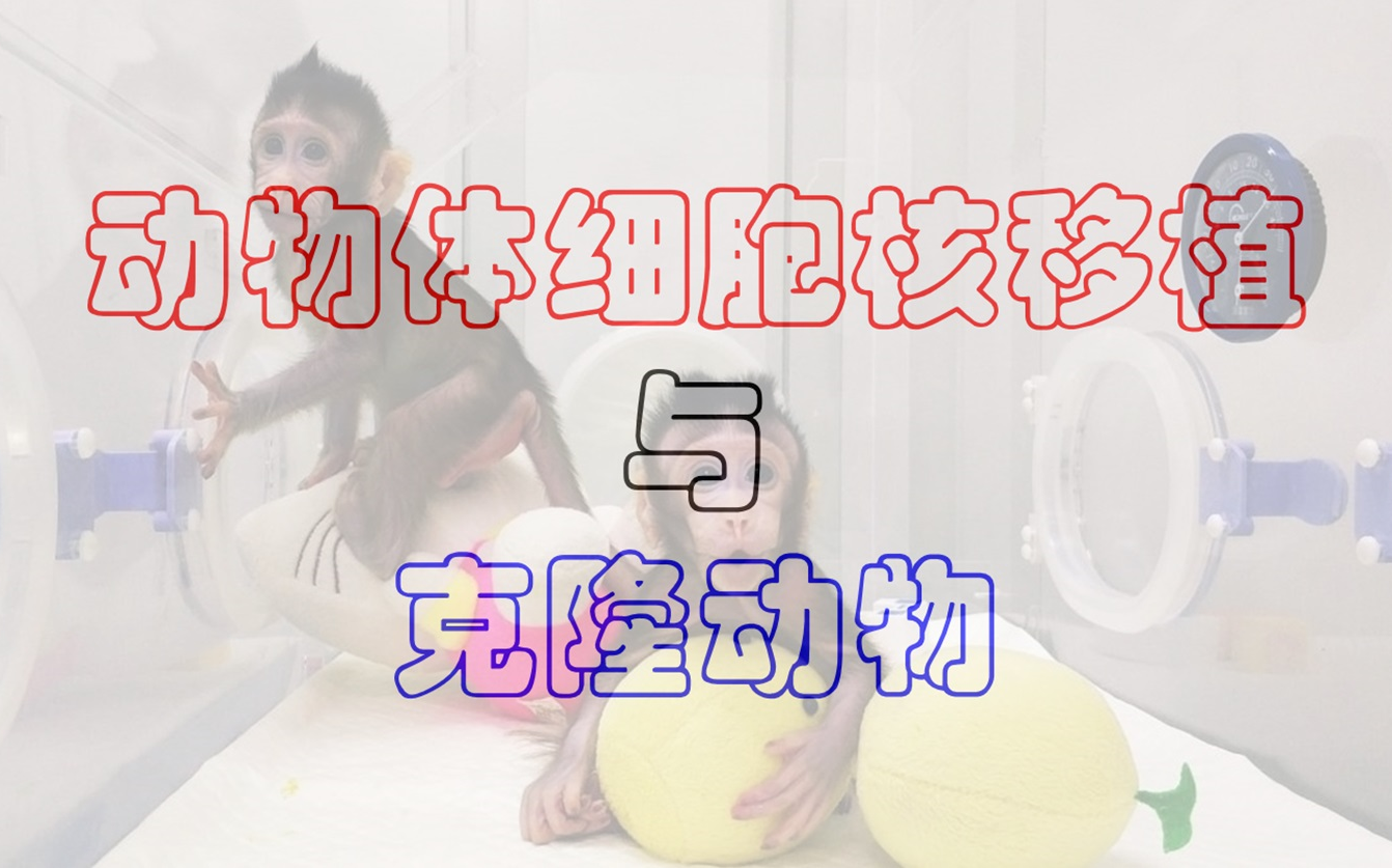 选择性必修3第二章第2节:(三)动物细胞核移植与克隆动物(新教材新授课)