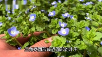 好多人叫不出它的名字“双肾草”,原来价值这么高,值得了解下