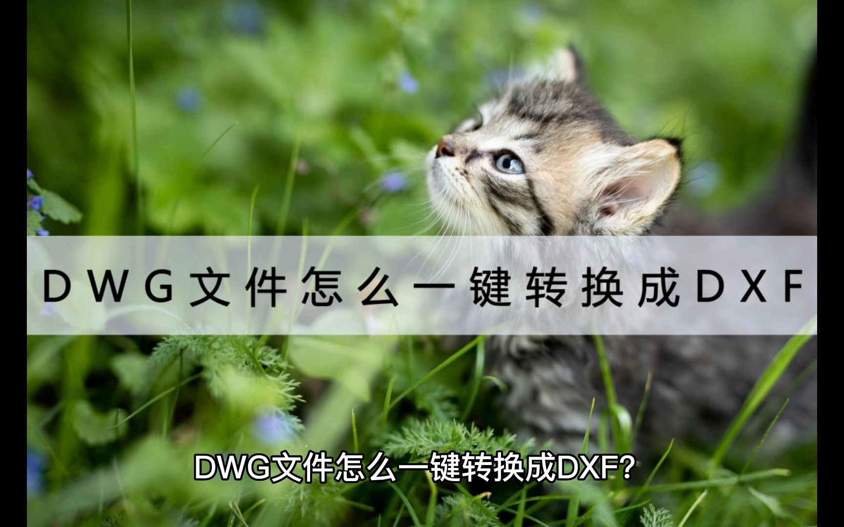 DWG文件怎么一键转换成DXF?用这个试试