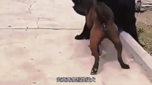 顶级猛犬之间的王者决斗现场!攻击性十足的藏獒对战比特犬,真牛